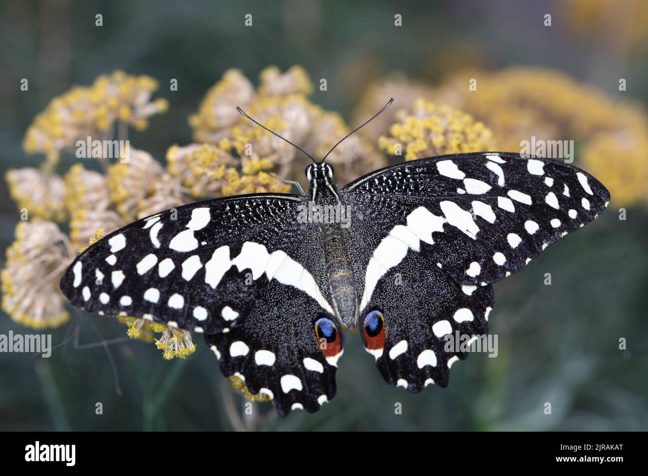 colorful exotic butterfly on flowers Stock Photo - Alamy