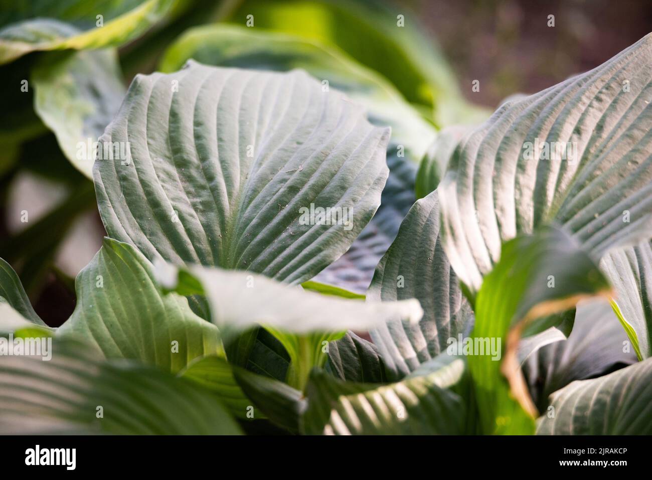 Large green leaves close-up. Hosta plant with large leaves. Ornamental ...