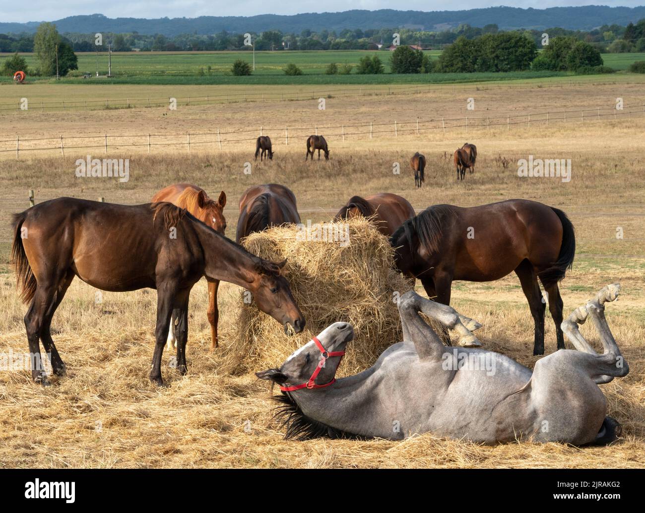 Grey horse eating hay in hi-res stock photography and images - Alamy