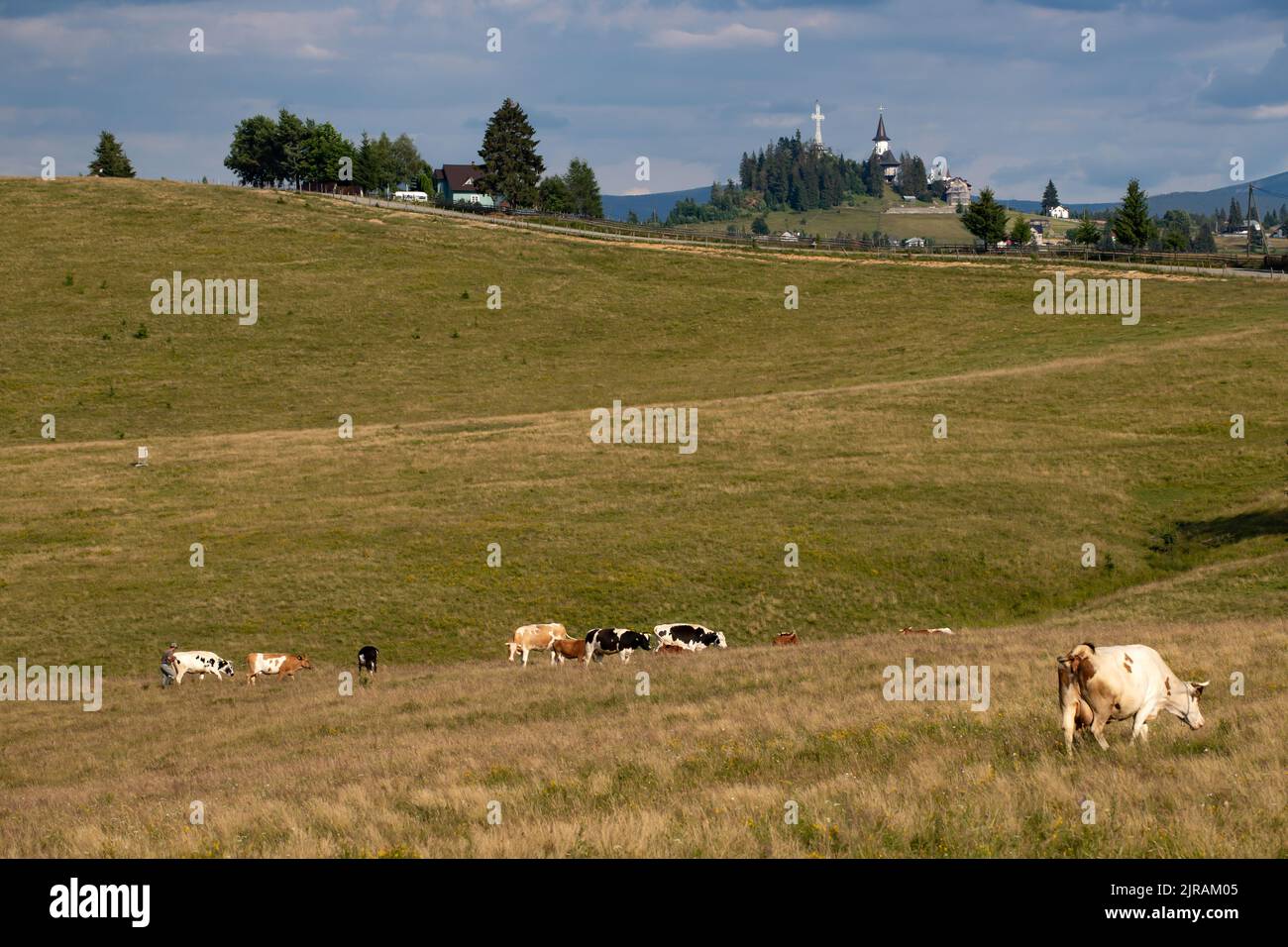 Romanian idyllic countryside landscape with grazing cows and the ...