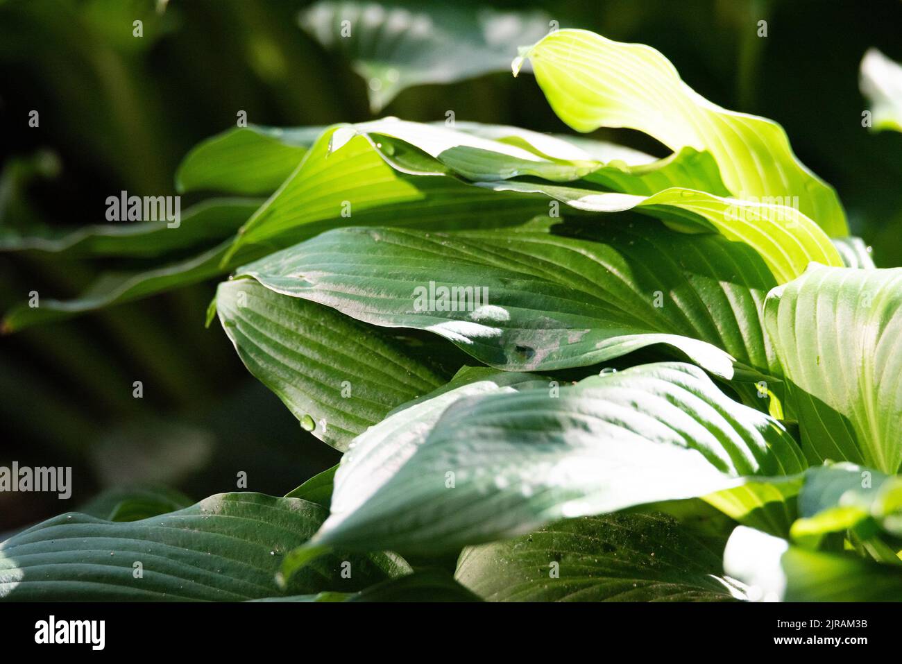Large green leaves close-up. Hosta plant with large leaves. Ornamental ...