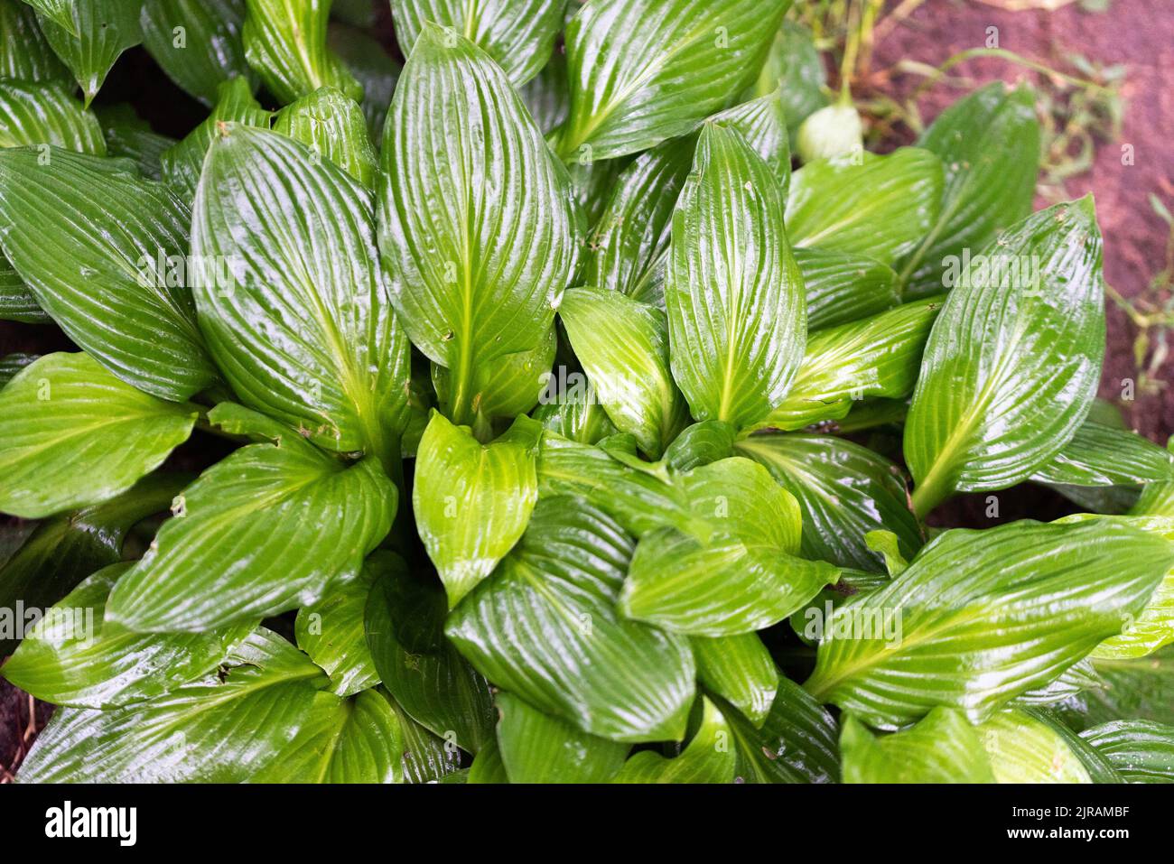 Large green leaves close-up. Hosta plant with large leaves. Ornamental ...
