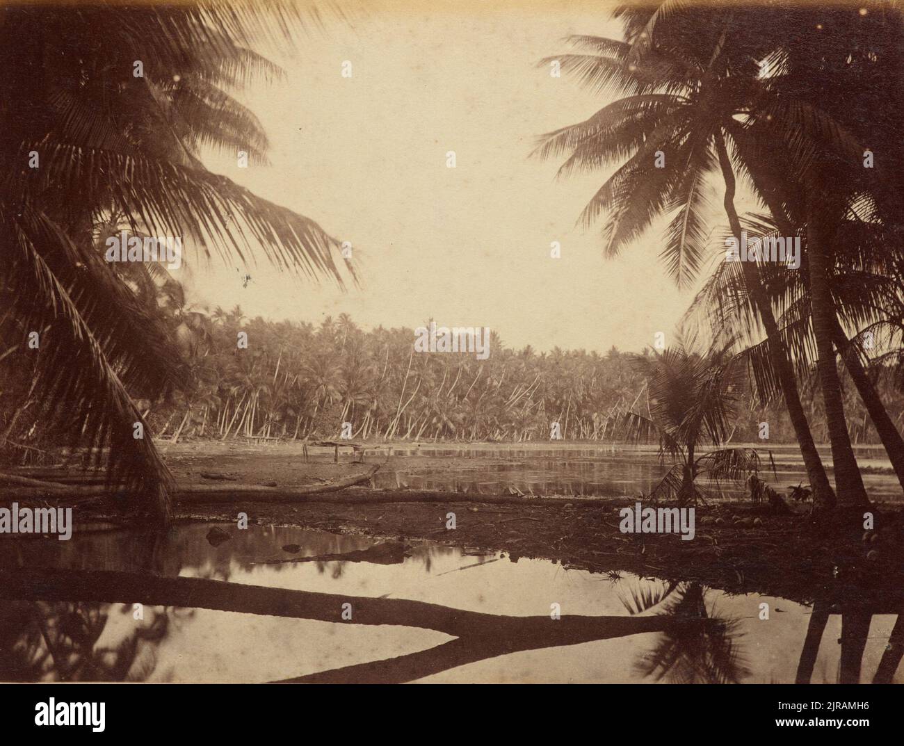 Pleasant Island. From the album: Views in the Pacific Islands, 1886 ...