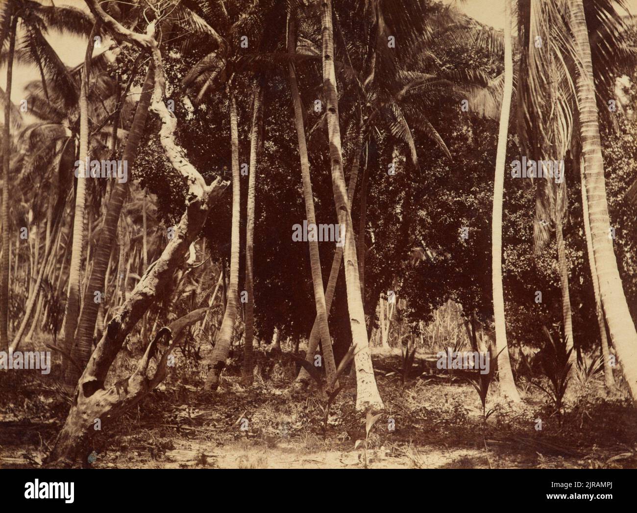 Bush Pleasant Island. From the album: Views in the Pacific Islands ...