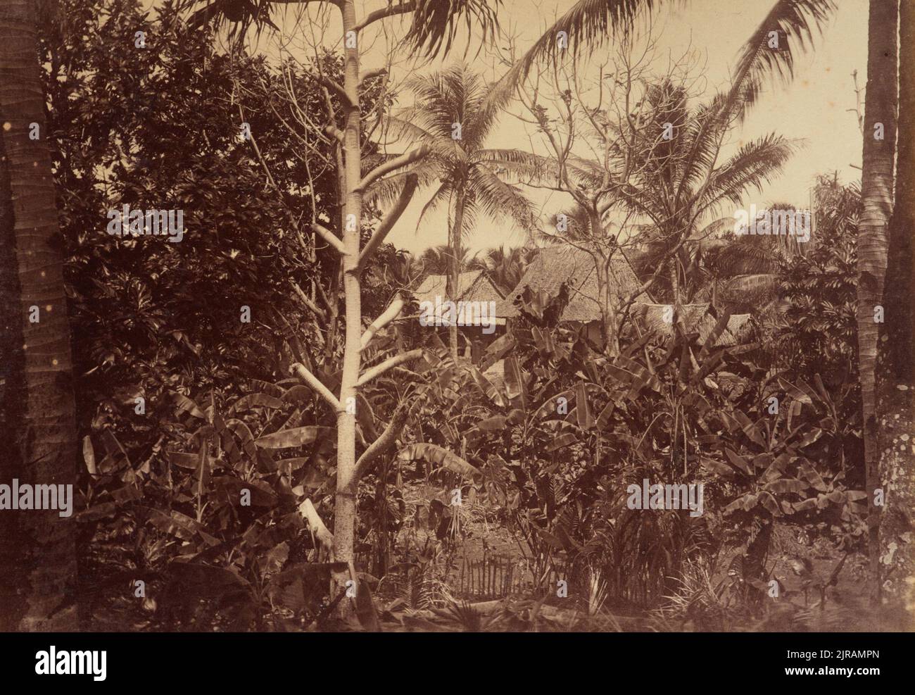 Pingelap. From the album: Views in the Pacific Islands, 1886, Pingelap ...