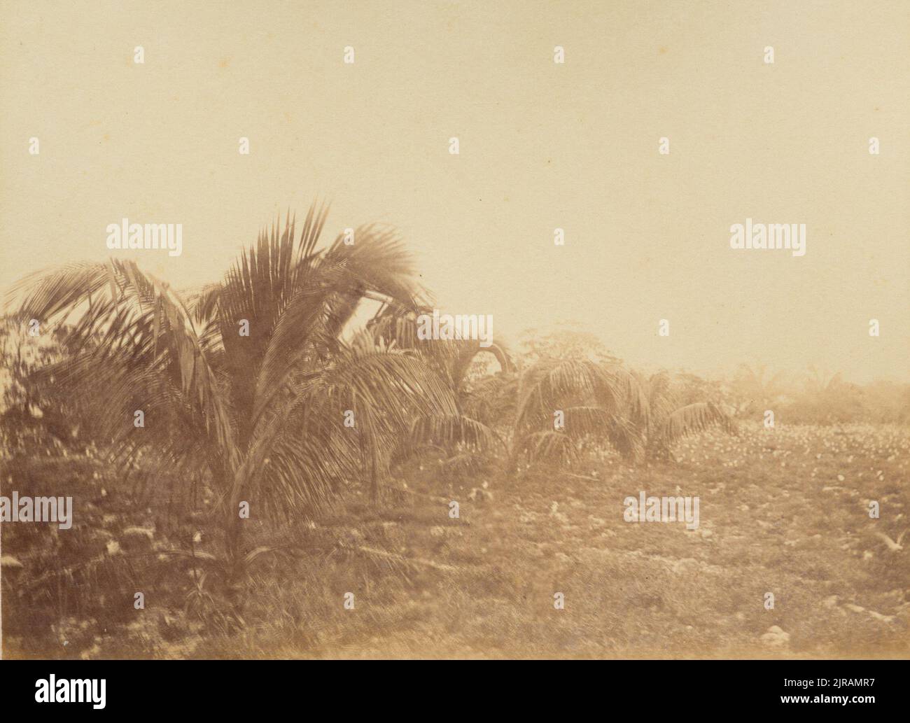 Bird Island Suwarrow. From the album: Views in the Pacific Islands ...