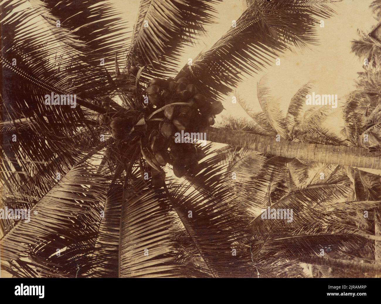Coconut tree Mejuro. From the album: Views in the Pacific Islands, 1886 ...