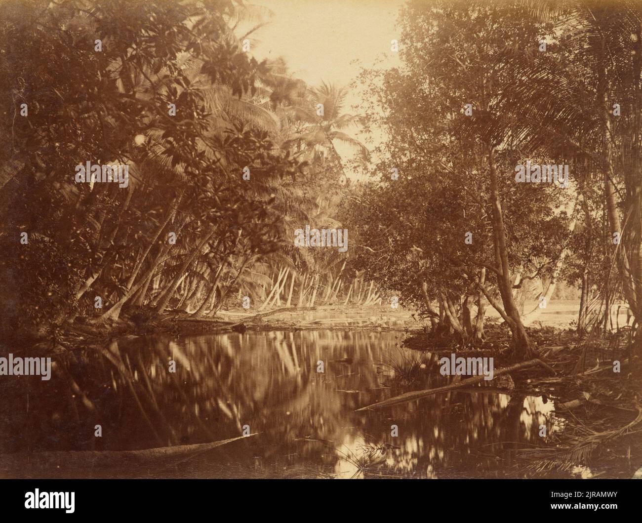 Pleasant Island. From the album: Views in the Pacific Islands, 1886 ...