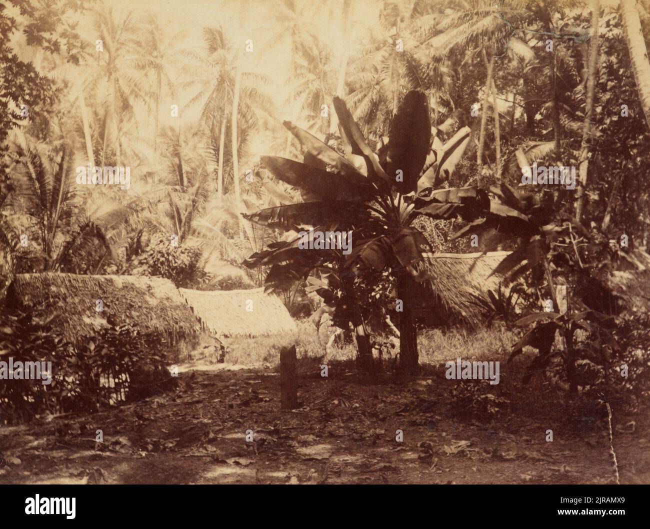 Banana trees satawan from the album hi-res stock photography and images ...