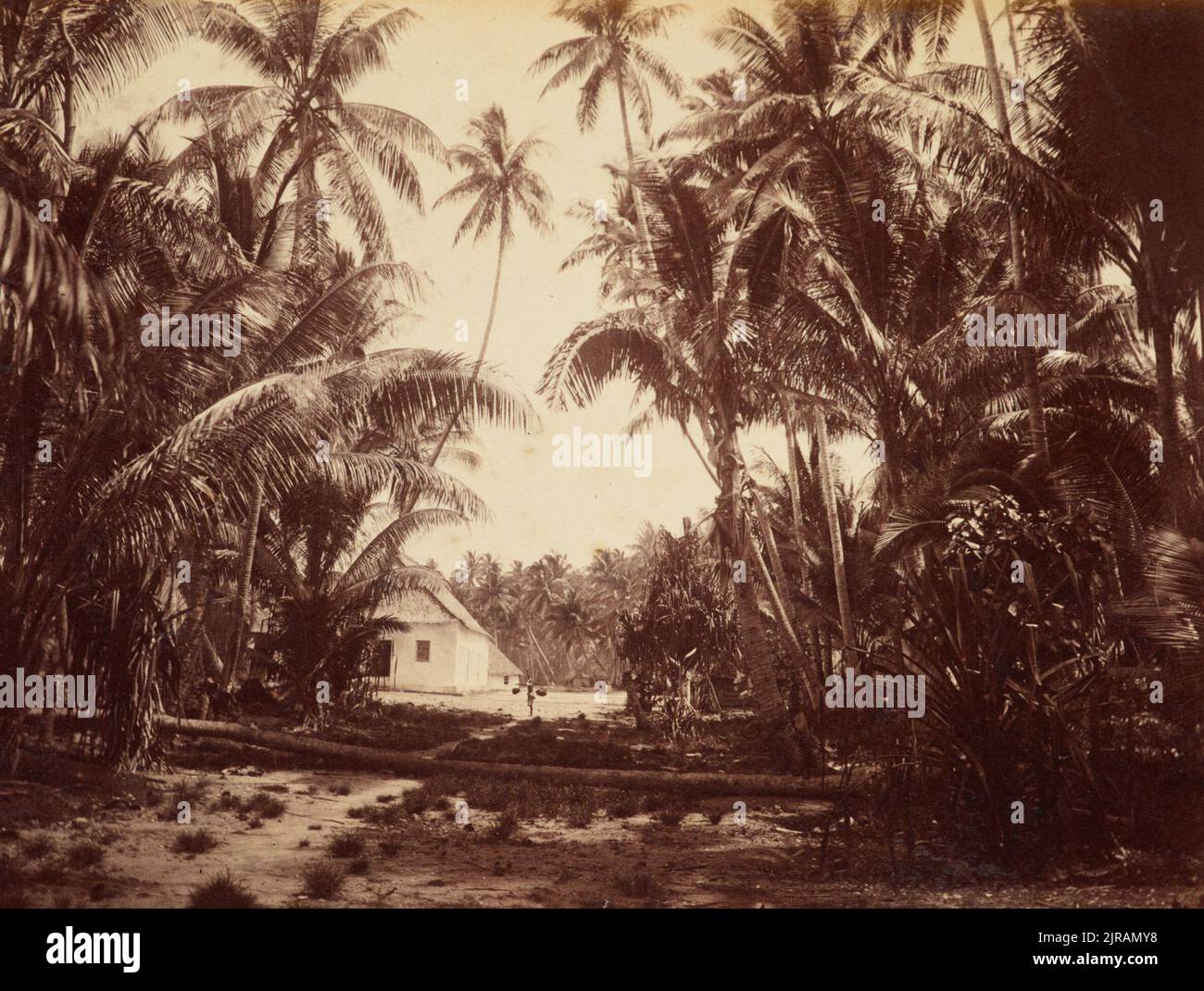 Funafuti. From the album: Views in the Pacific Islands, 1886, Funafuti ...