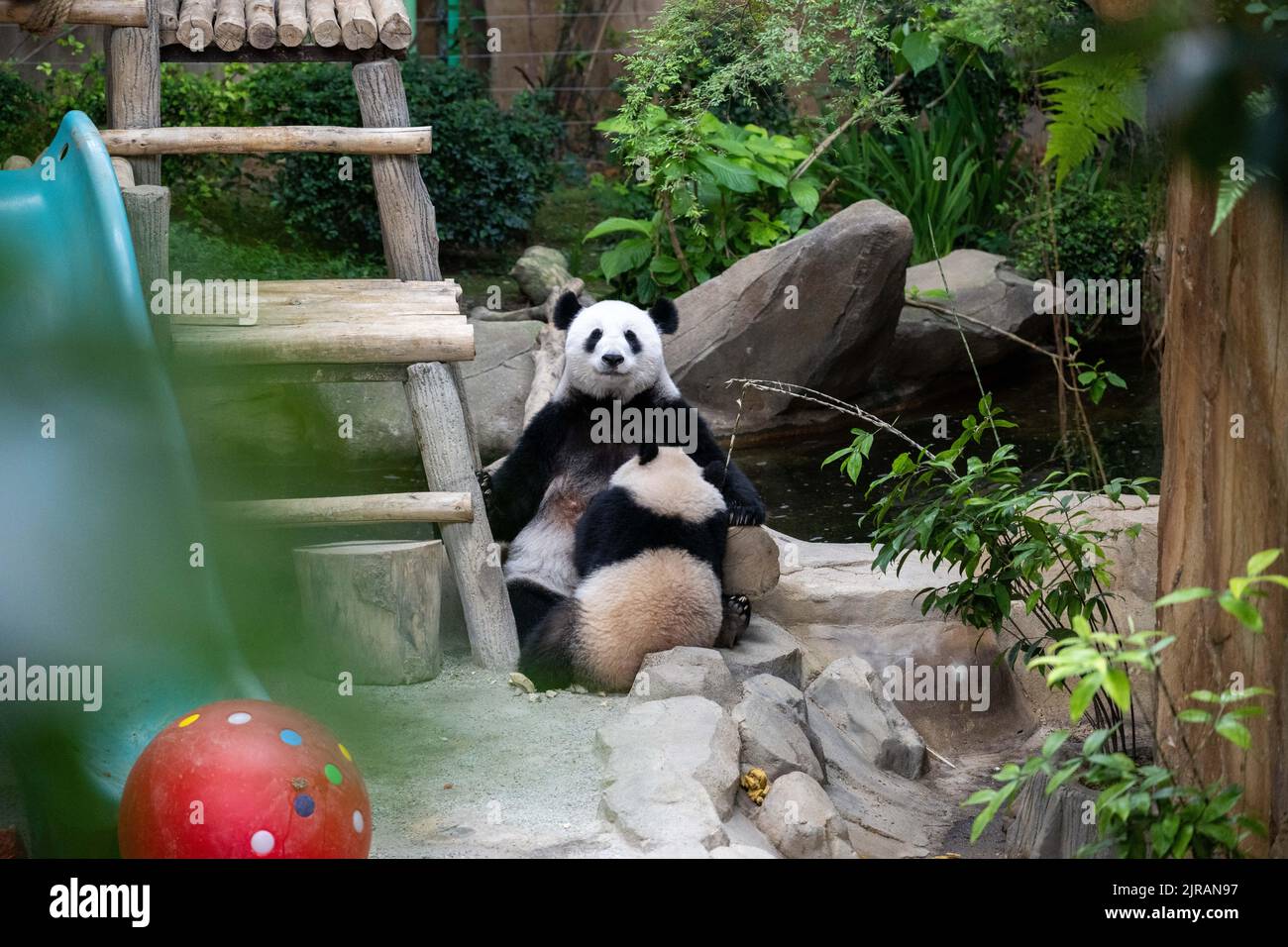 Kuala Lumpur, Malaysia. 23rd Aug, 2022. Giant panda Liang Liang (rear ...