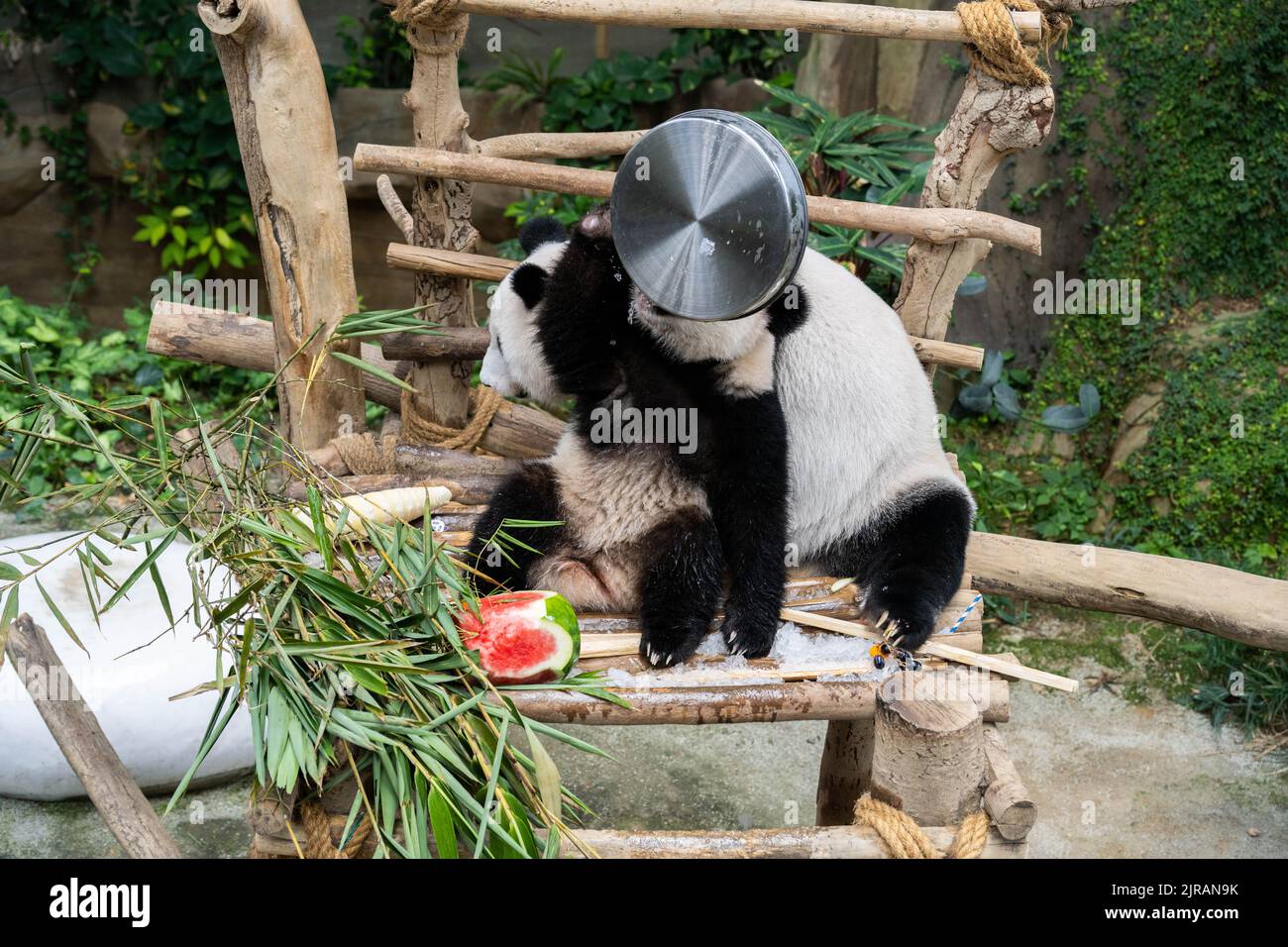 Kuala Lumpur, Malaysia. 23rd Aug, 2022. Giant panda Liang Liang (rear ...