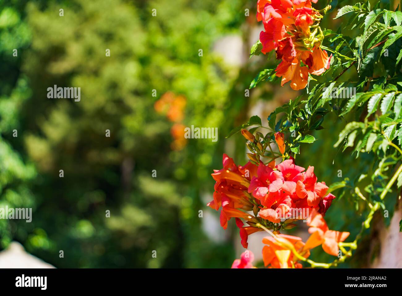Campsis grandiflora blossom, with large, bright orange, showy trumpet ...