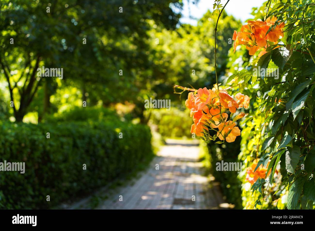 Campsis grandiflora blossom, with large, bright orange, showy trumpet ...