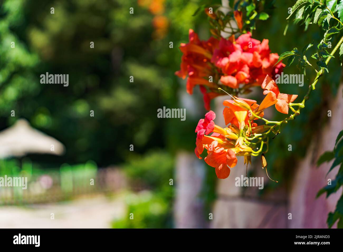 Campsis grandiflora blossom, with large, bright orange, showy trumpet ...