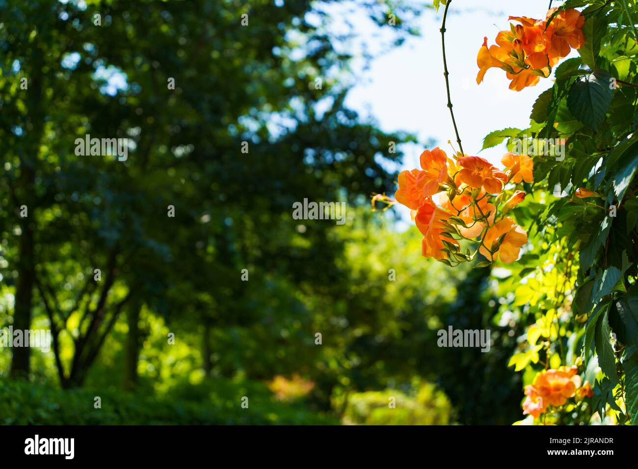 Campsis grandiflora blossom, with large, bright orange, showy trumpet ...