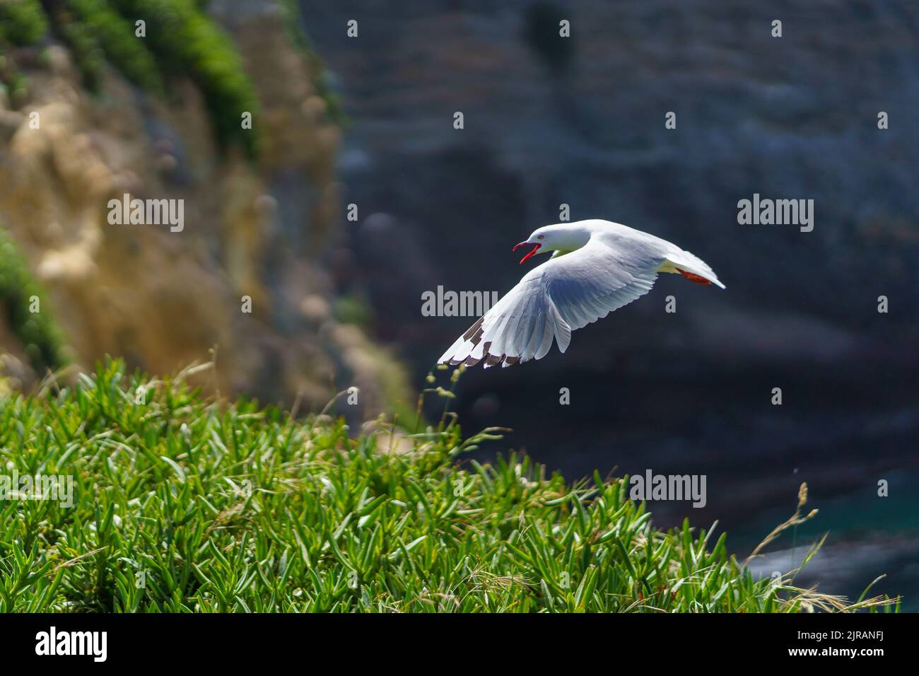 A cute seagull with an open mouth in flight over a vibrant green grassy ...
