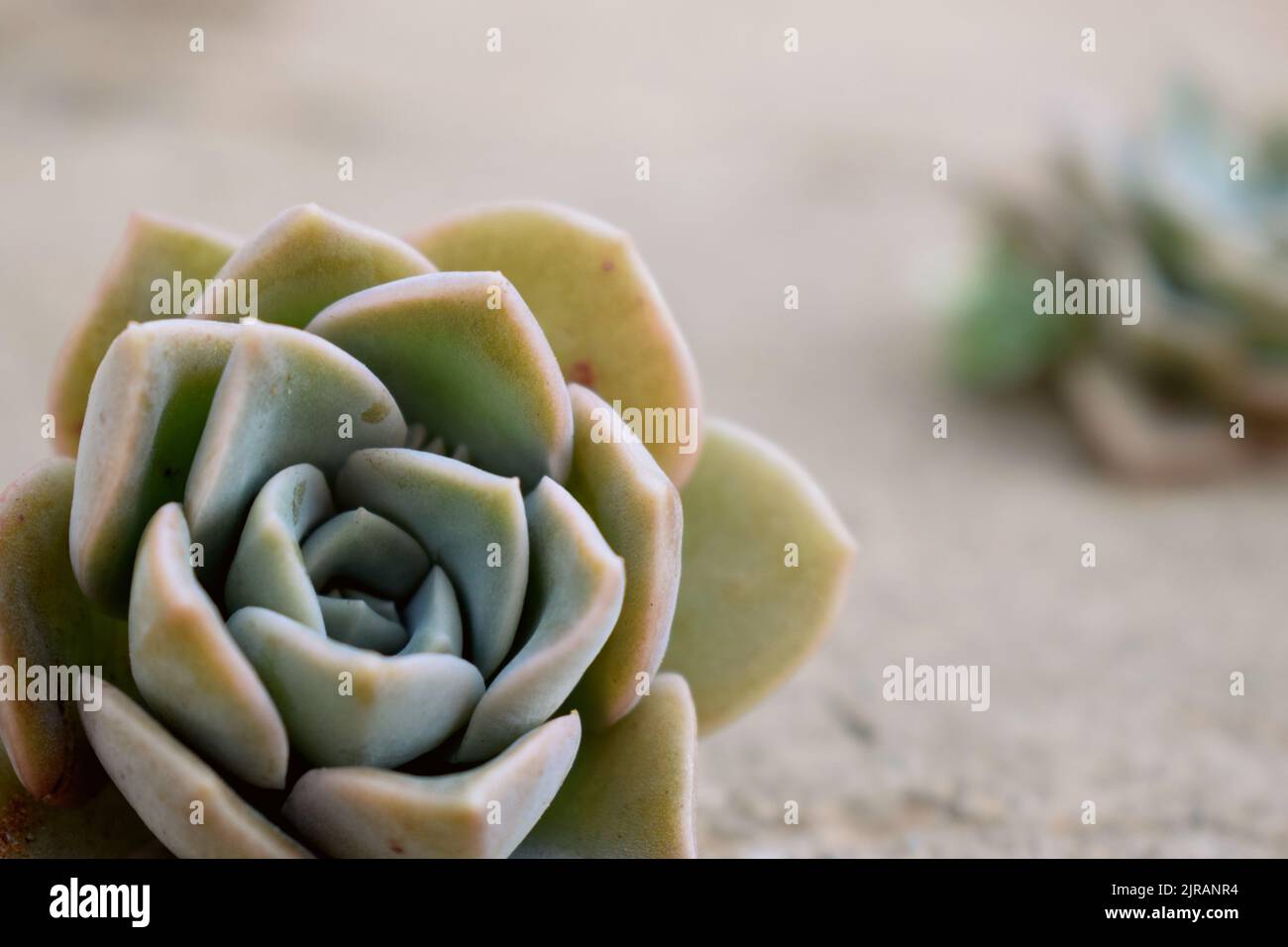 Beautiful Soft Pastel Coloured Succulent Photography for Background ...