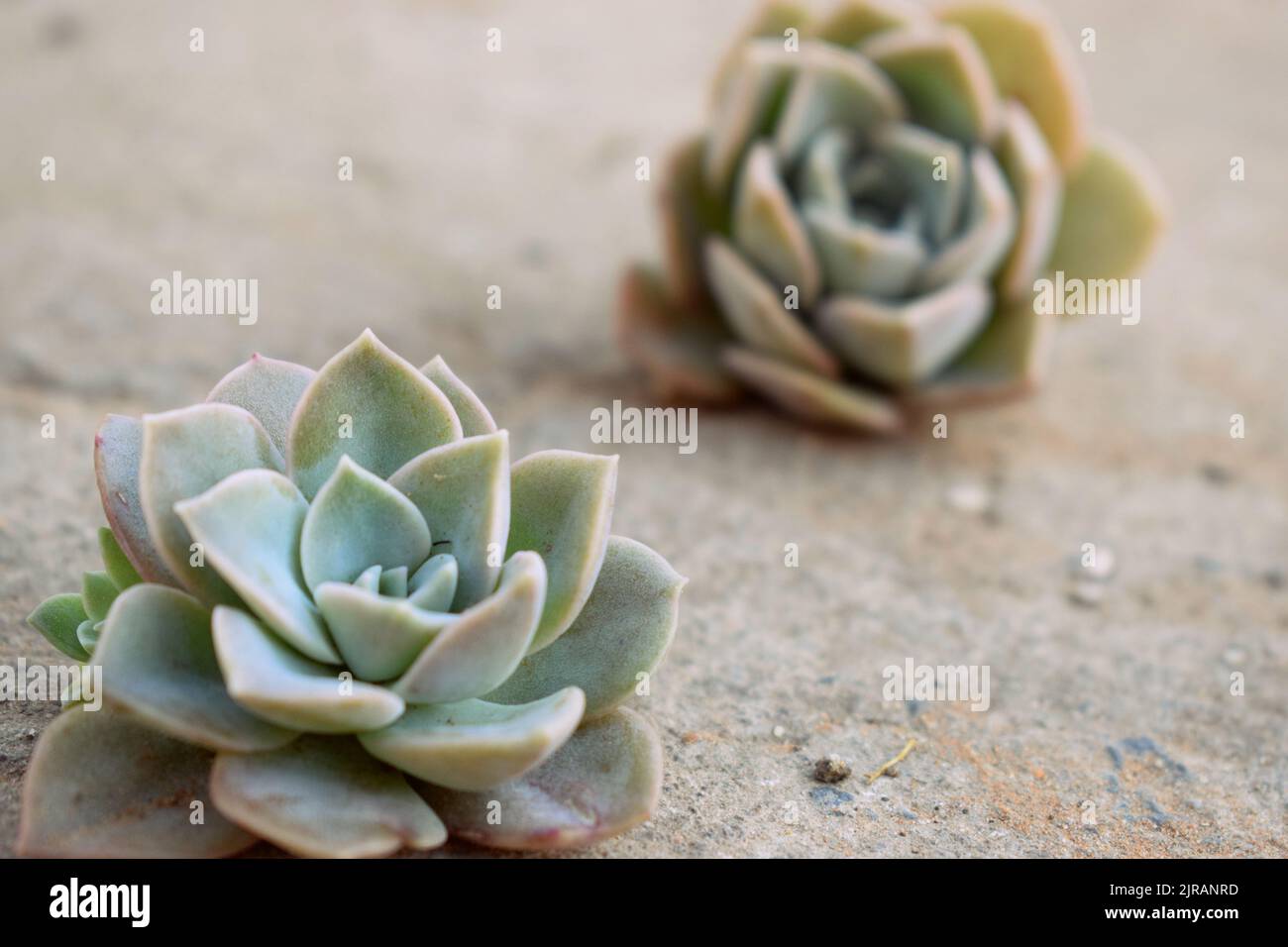 Beautiful Soft Pastel Coloured Succulent Photography for Background ...