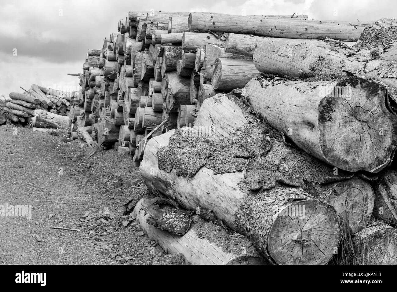 A black and white shot of a stack of sawn spruce wood logs in a forest ...