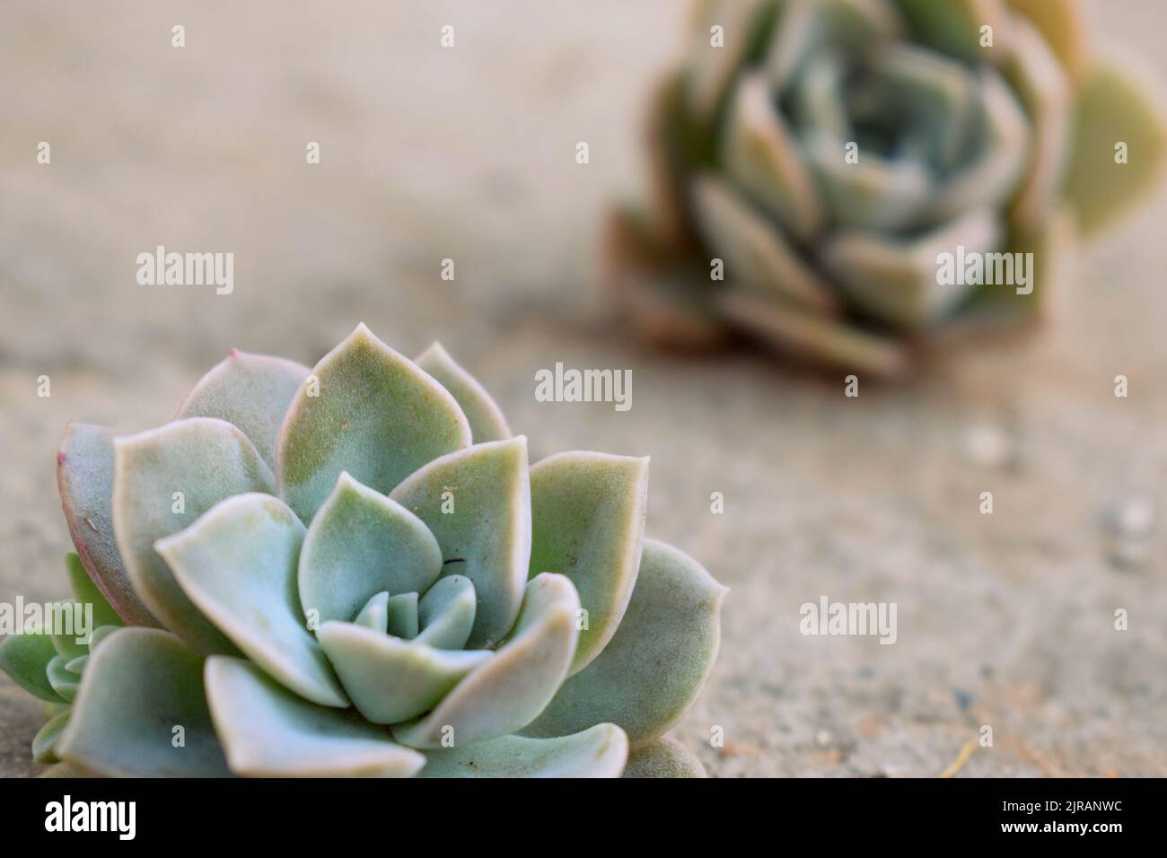 Beautiful Soft Pastel Coloured Succulent Photography for Background ...