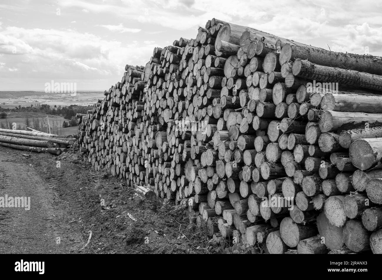 A black and white shot of a stack of sawn spruce wood logs in a forest ...