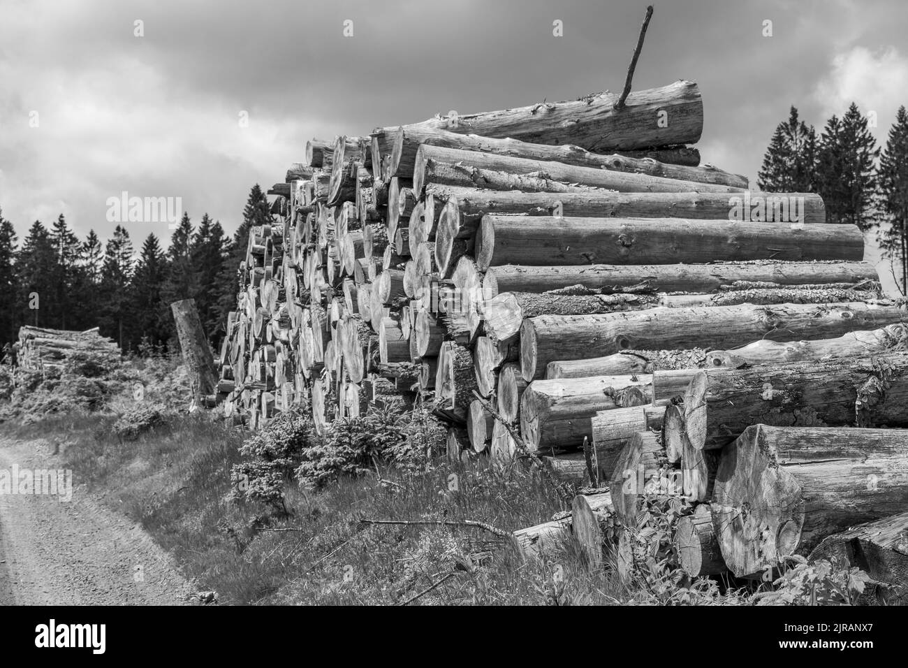 A black and white shot of a stack of sawn spruce wood logs in a forest ...