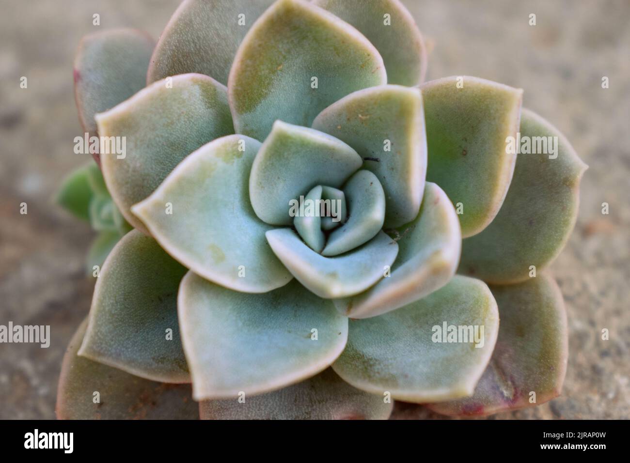 Beautiful Soft Pastel Coloured Succulent Photography for Background ...