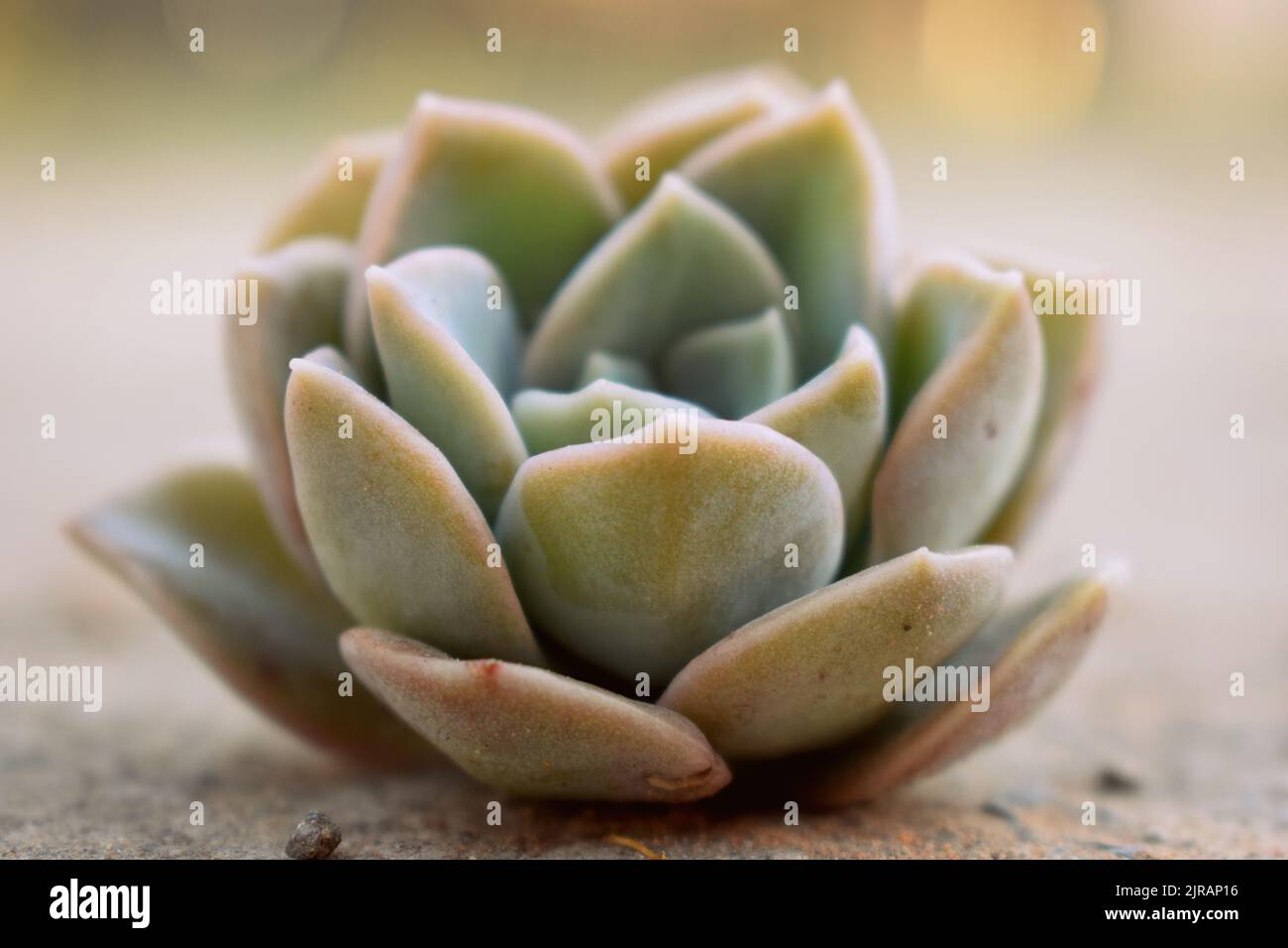 Beautiful Soft Pastel Coloured Succulent Photography for Background ...