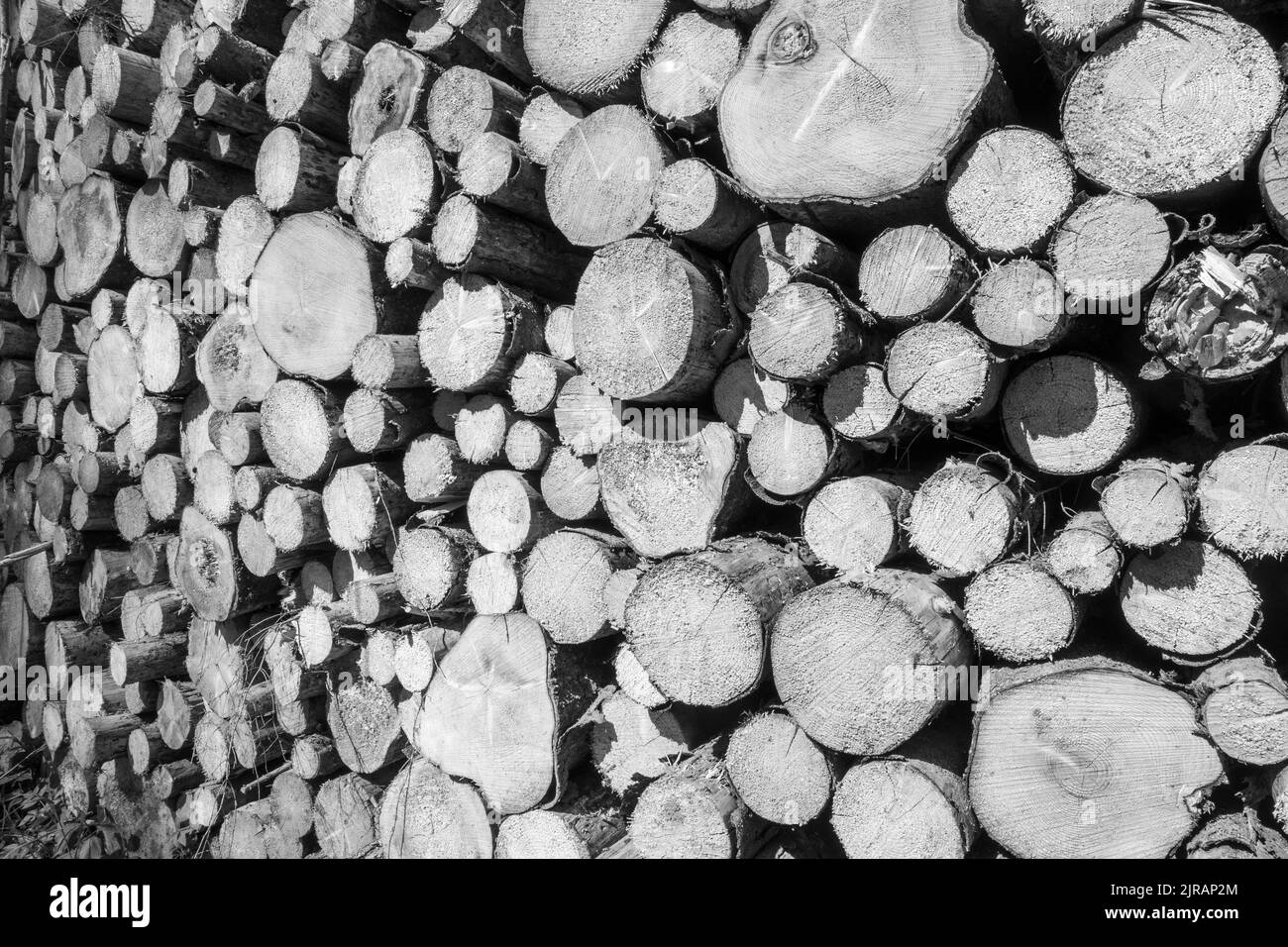 Wood logs in stack Black and White Stock Photos & Images - Alamy