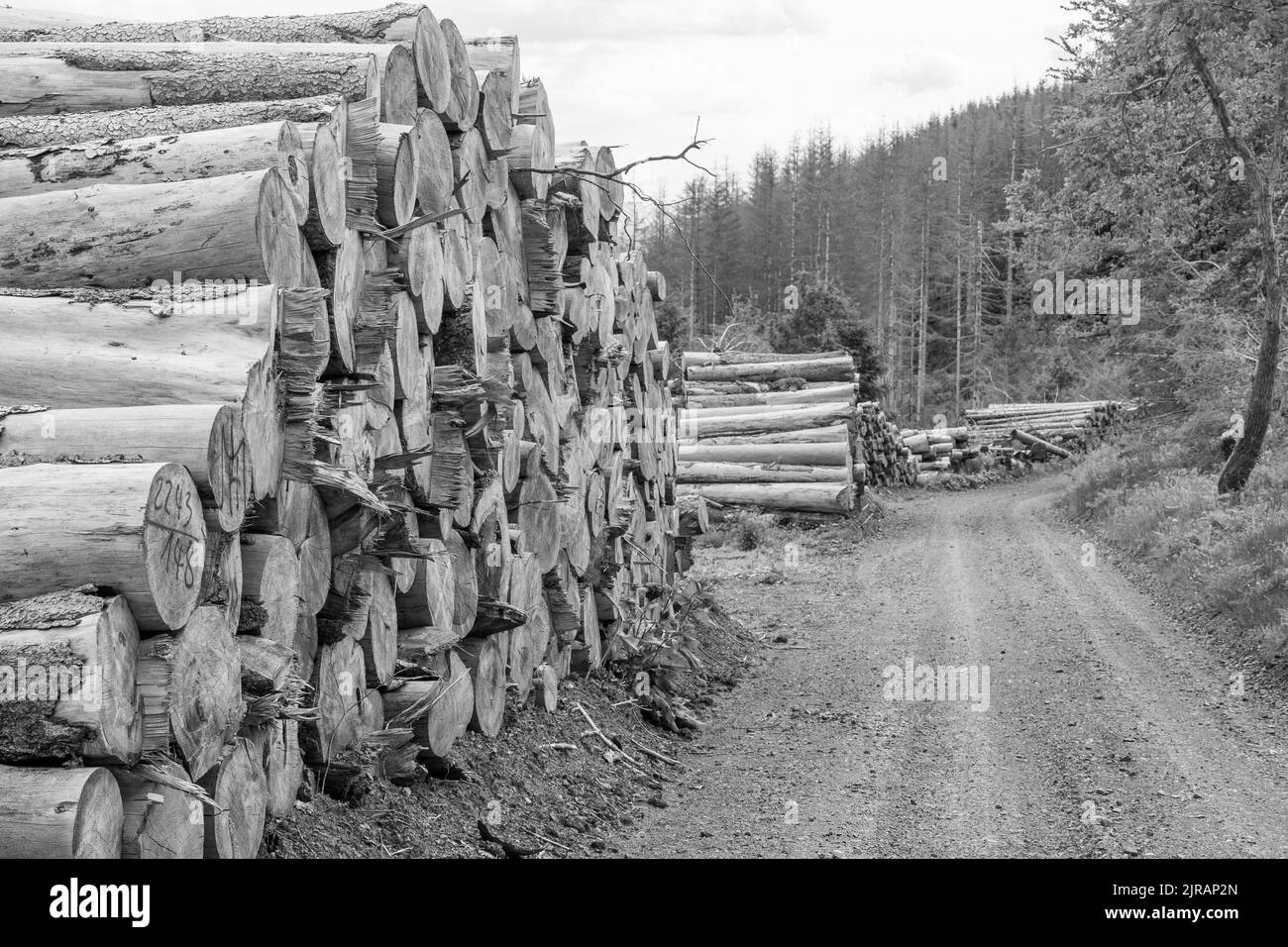 A black and white shot of a stack of sawn spruce wood logs in a forest ...