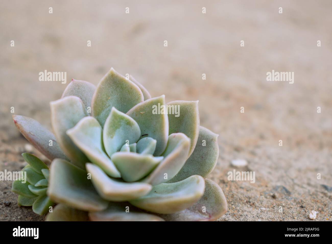 Beautiful Soft Pastel Coloured Succulent Photography for Background ...