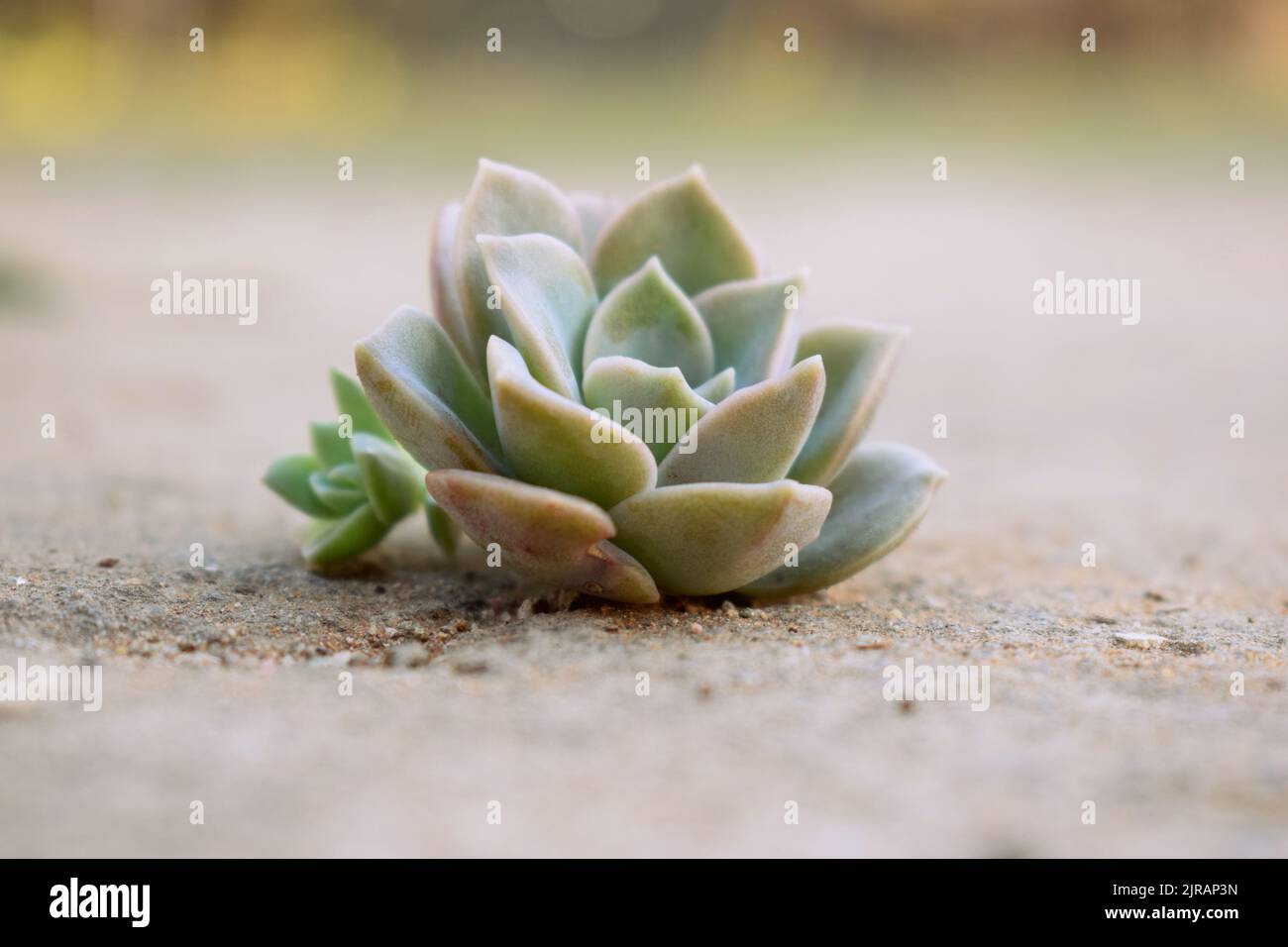 Beautiful Soft Pastel Coloured Succulent Photography for Background ...