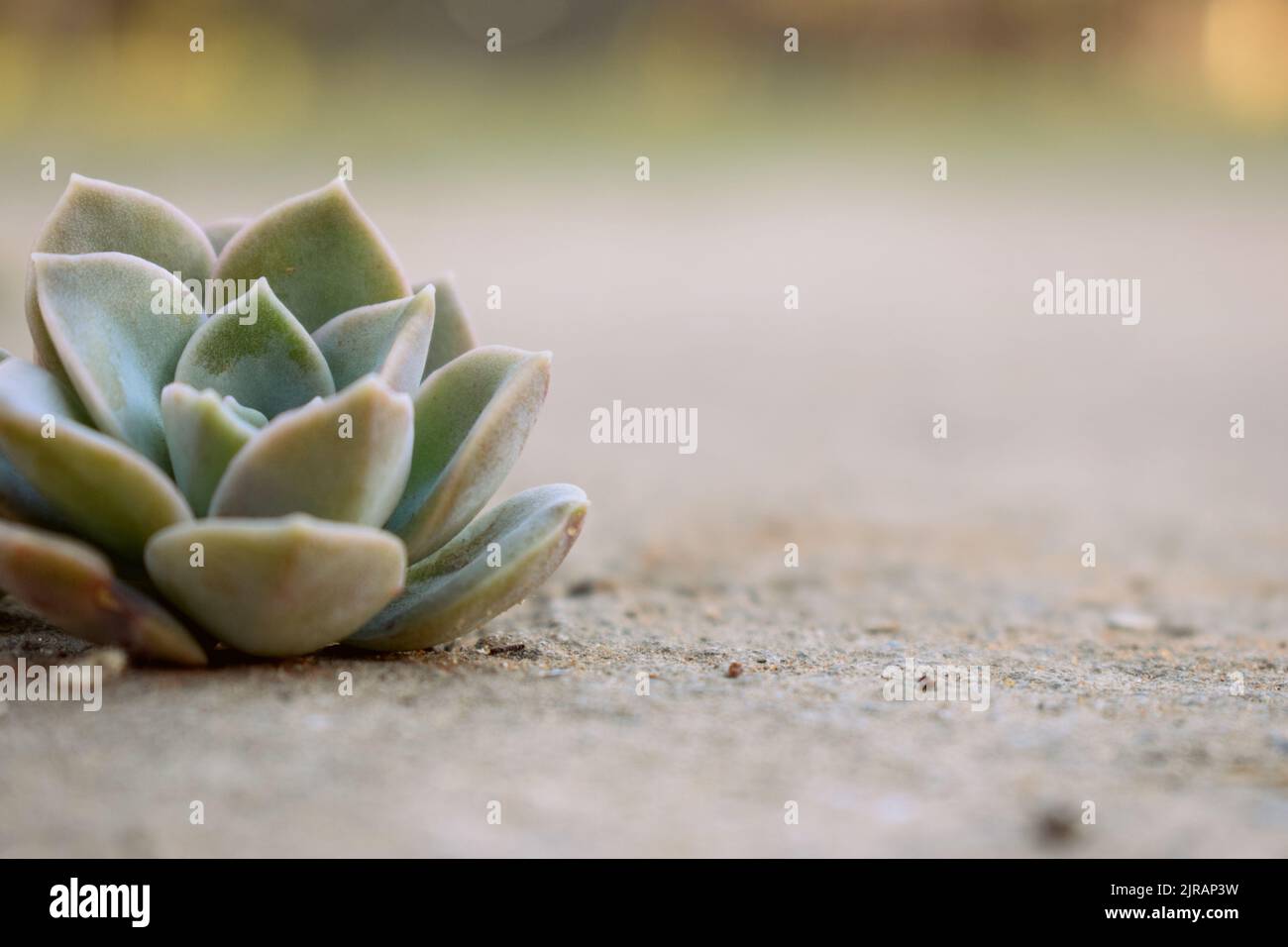 Beautiful Soft Pastel Coloured Succulent Photography for Background ...
