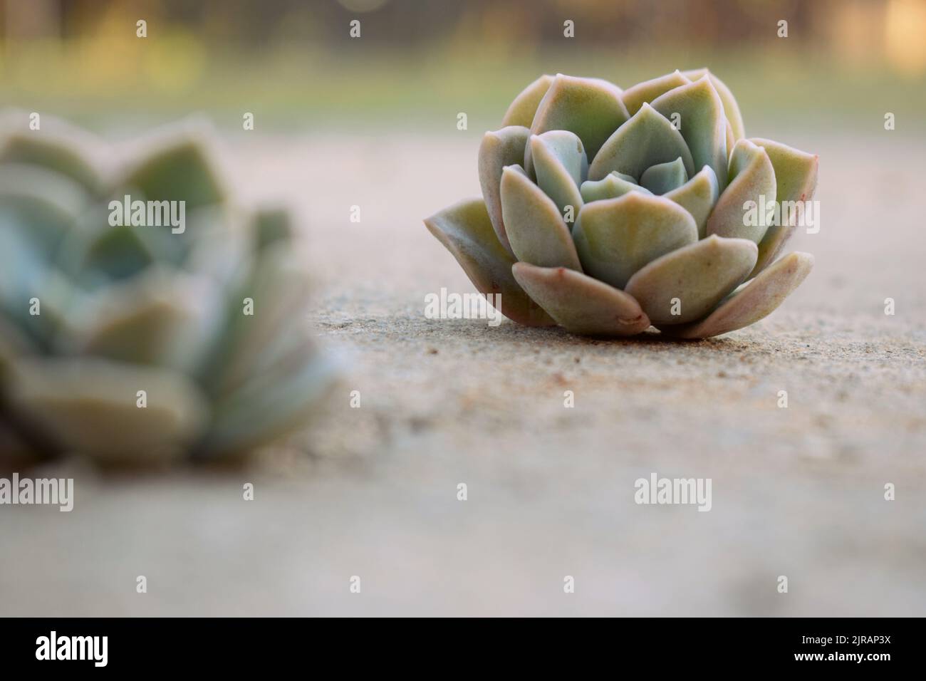 Beautiful Soft Pastel Coloured Succulent Photography for Background ...
