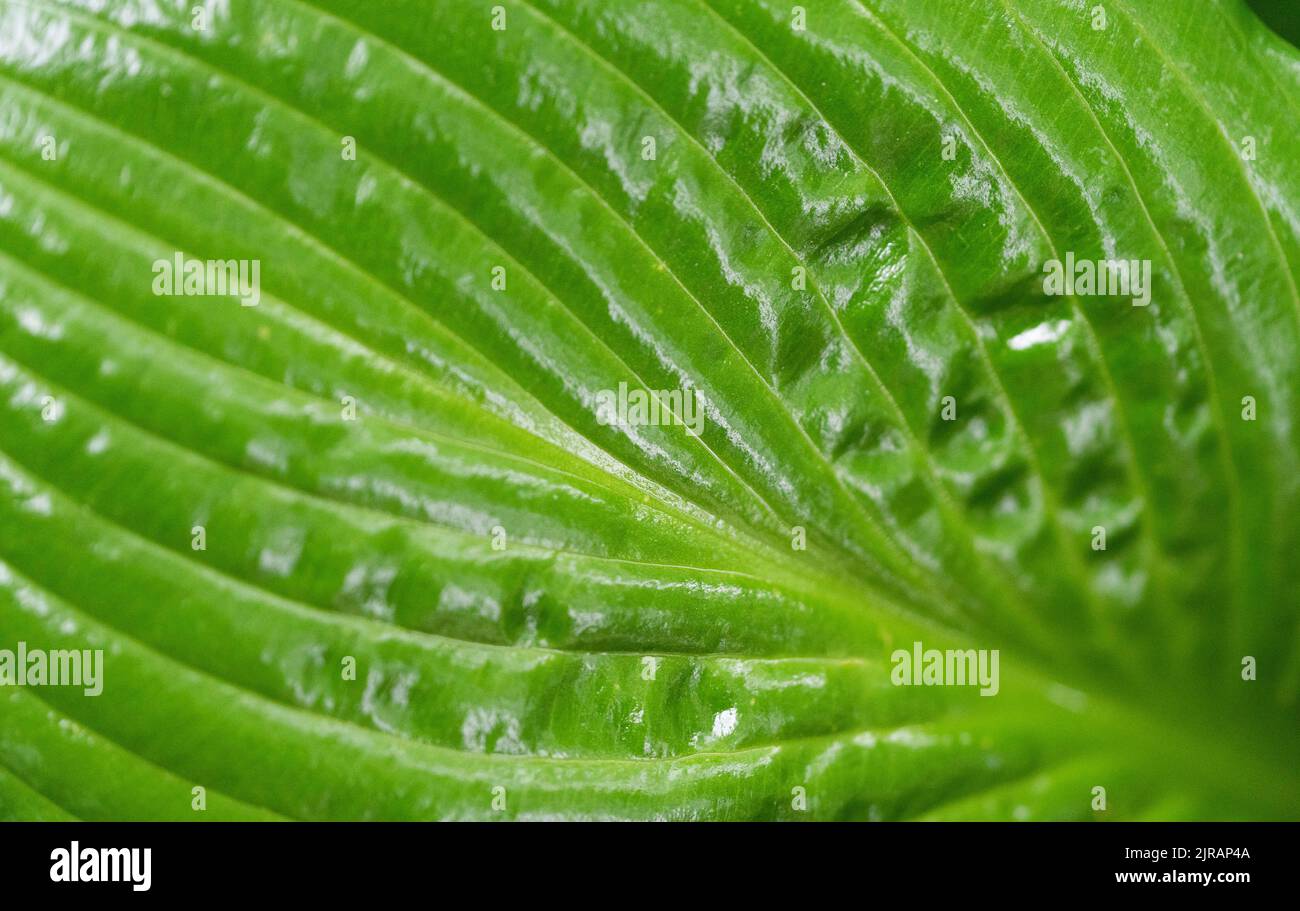 Large green leaves close-up. Hosta plant with large leaves. Ornamental ...
