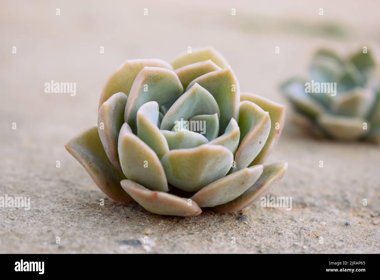 Beautiful Soft Pastel Coloured Succulent Photography for Background ...