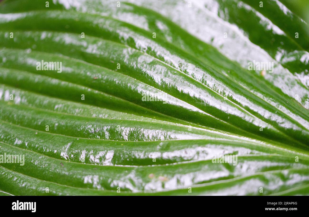 Large green leaves close-up. Hosta plant with large leaves. Ornamental ...