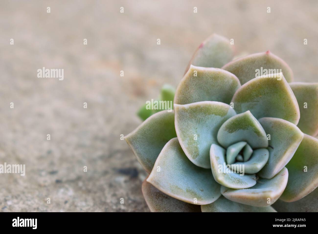 Beautiful Soft Pastel Coloured Succulent Photography for Background ...