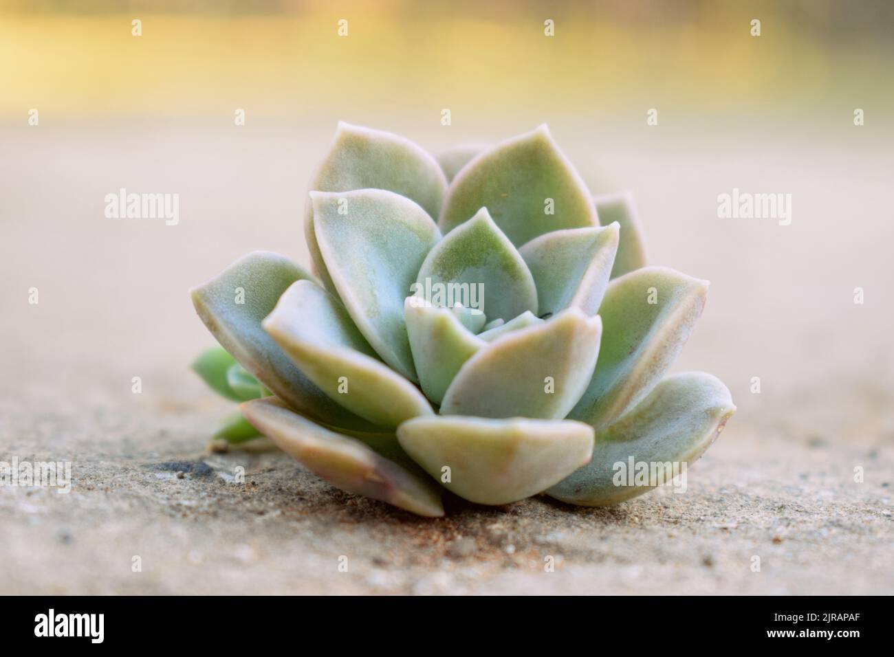 Beautiful Soft Pastel Coloured Succulent Photography for Background ...