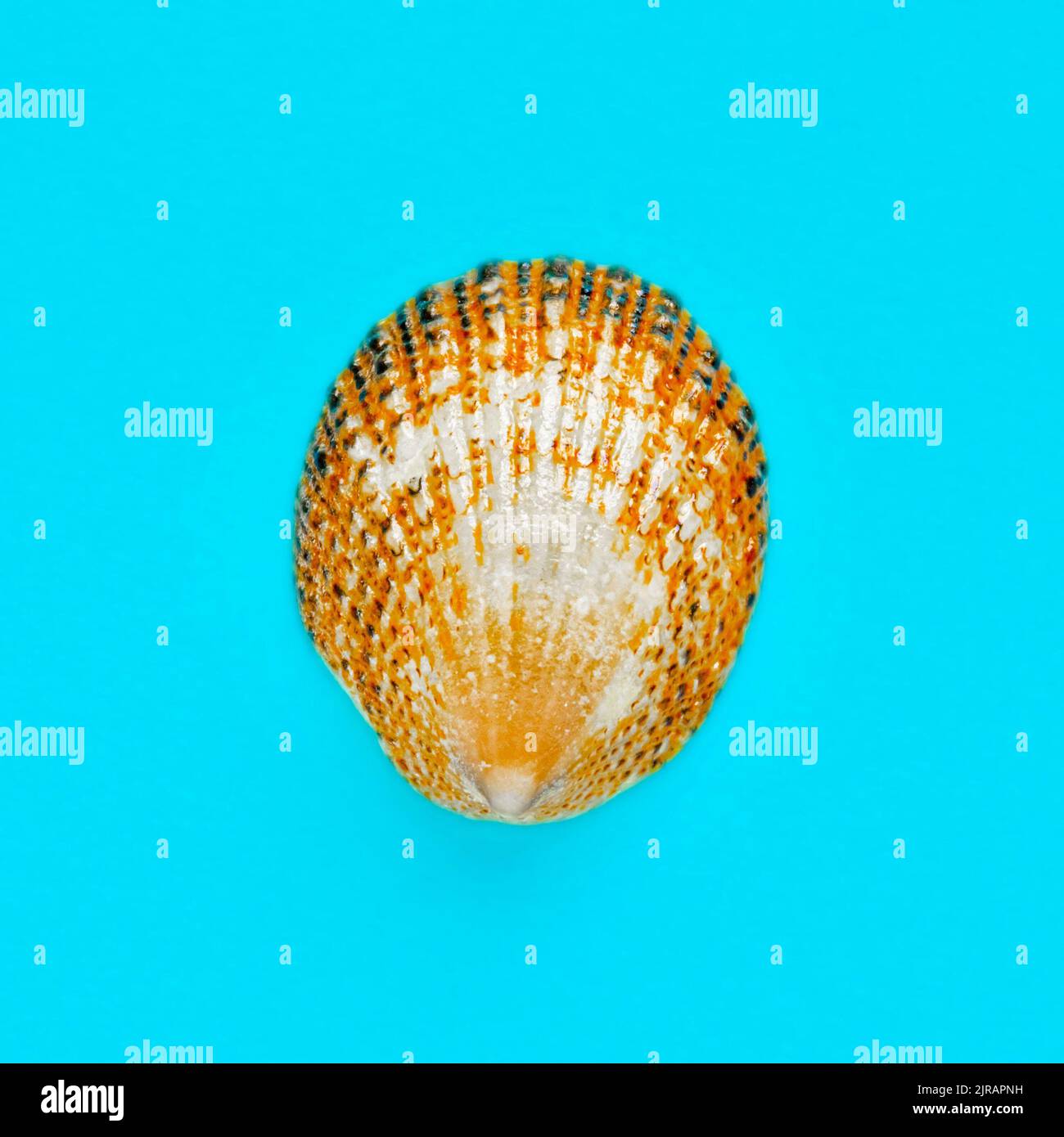 Flat Lay isolated image of a coastal seashell on a light blue ...