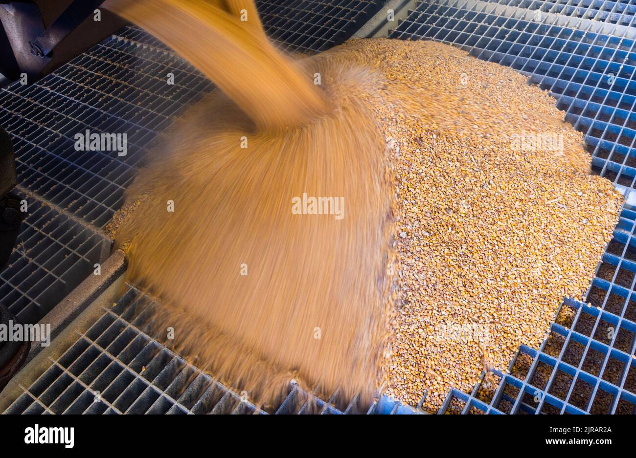 Rostock, Germany. 23rd Aug, 2022. Corn grains fall out of the wagons of ...