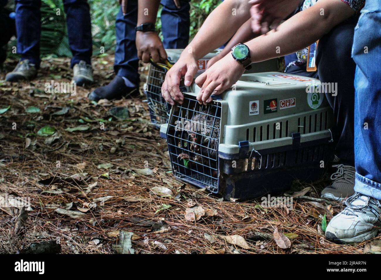 Yogyakarta, Indonesia. 23rd Aug, 2022. Wildlife Rescue Center (WRC ...