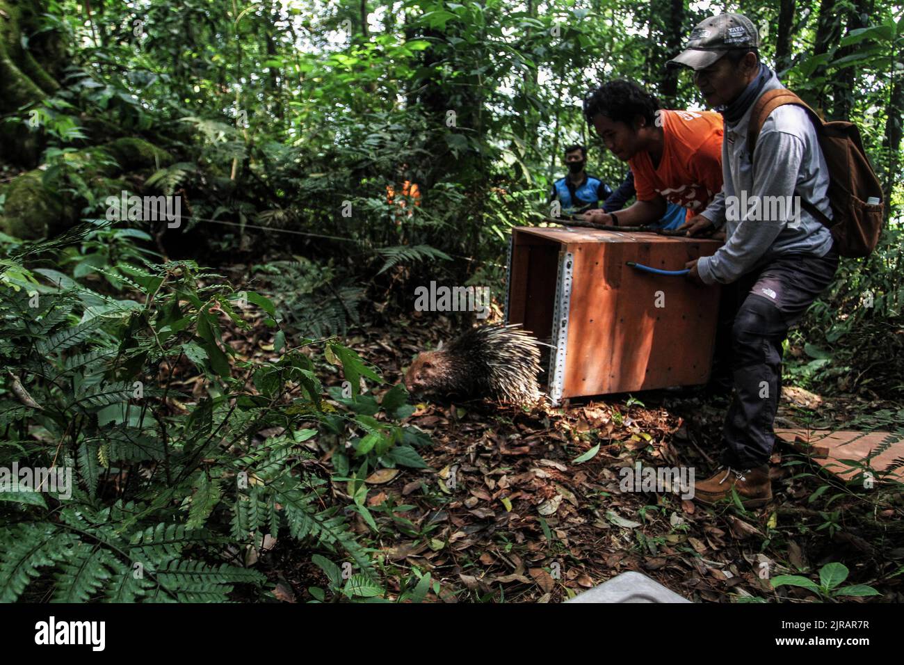 Wildlife Rescue Center (WRC) officers released the Javan porcupine ...