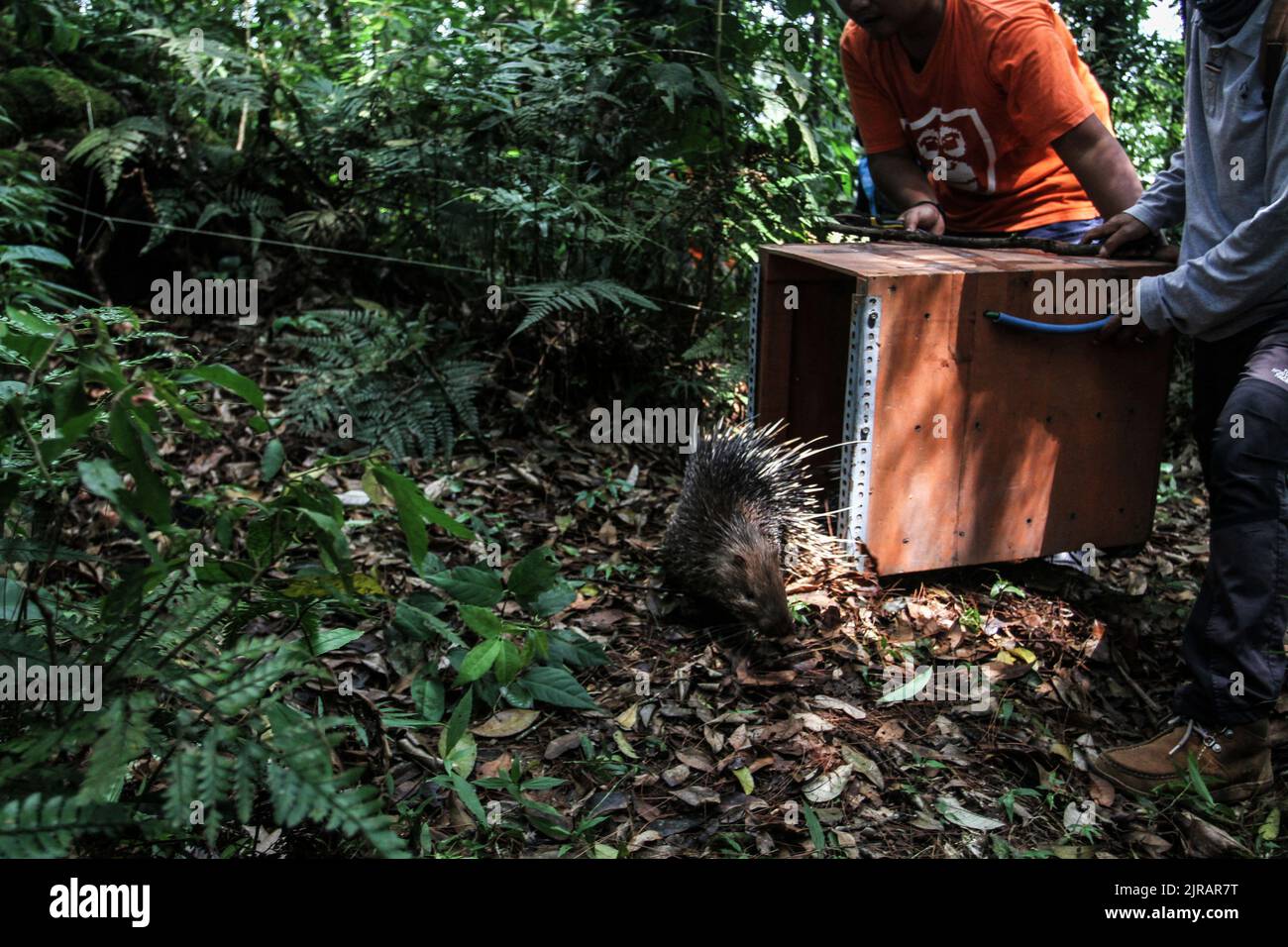 Wildlife Rescue Center (WRC) officers released the Javan porcupine ...