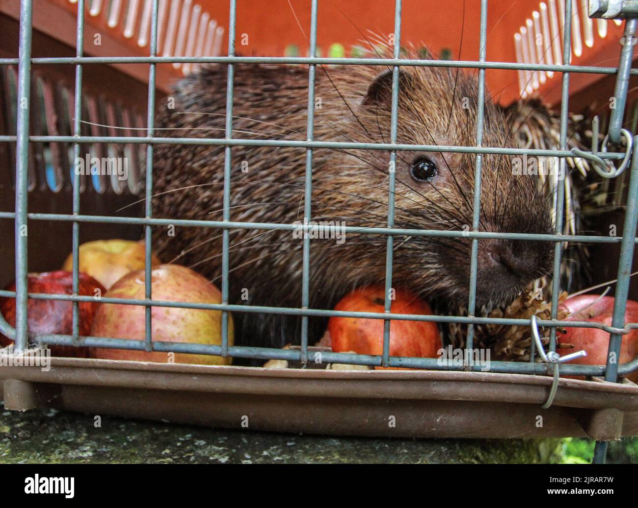 A Javan porcupine (Hystrix Javanica) on a cage before release into wild ...