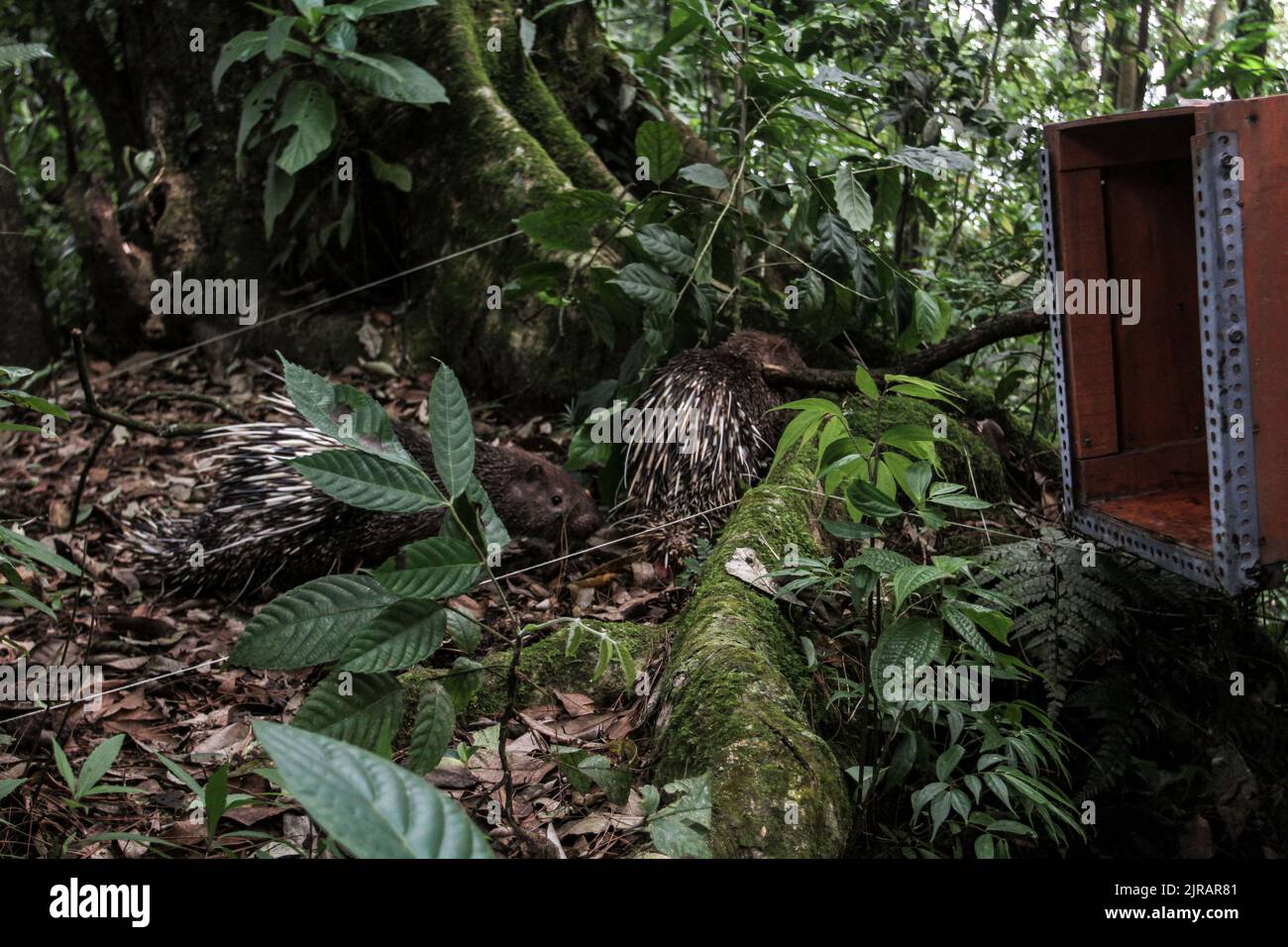 A Javan porcupine (Hystrix Javanica) during release into wild at the ...