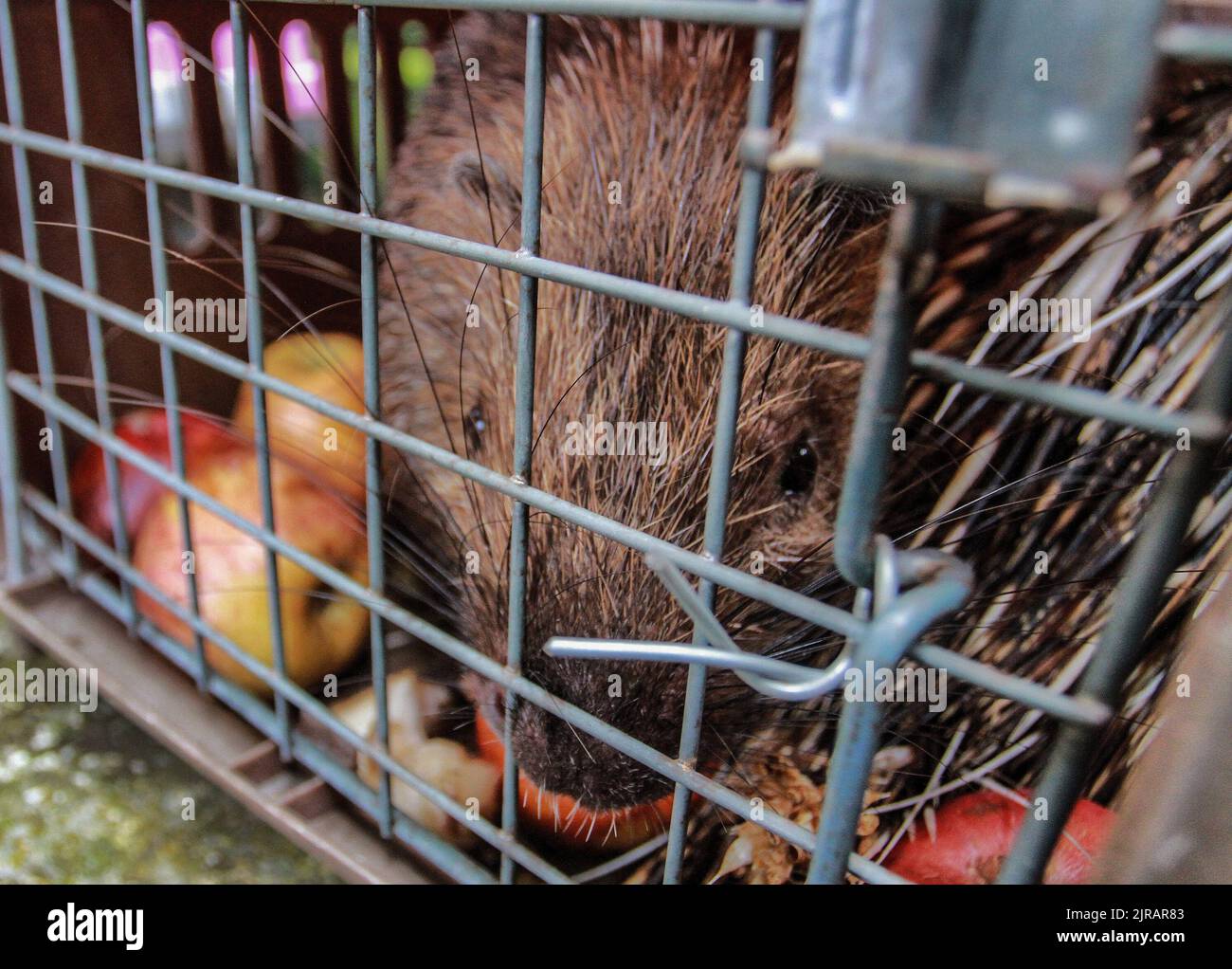 A Javan porcupine (Hystrix Javanica) on a cage before release into wild ...