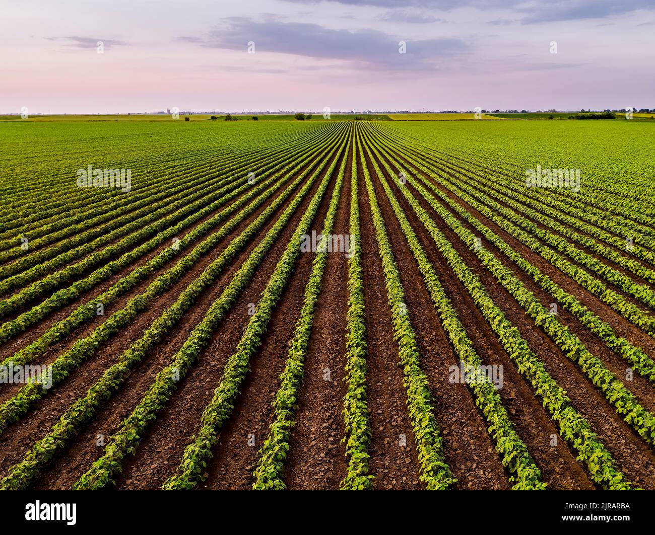 Rows green soybean plants hi-res stock photography and images - Alamy