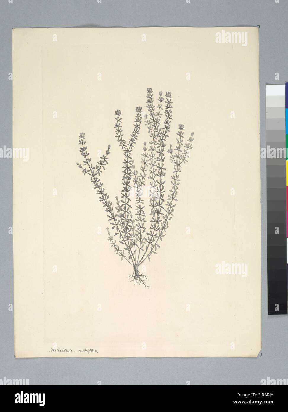 Bauera capitata hi-res stock photography and images - Alamy